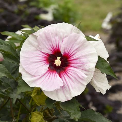 National Plant Network Multicolor Hibiscus Plant In 2 Pack Bareroot