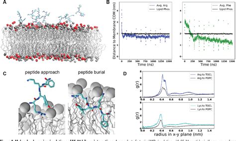 Figure 1 From The Mitochondria Targeted Peptide Ss 31 Binds Lipid Bilayers And Modulates Surface