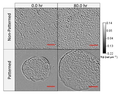 Effects Of Substrate Patterning On Cellular Spheroid Growth And