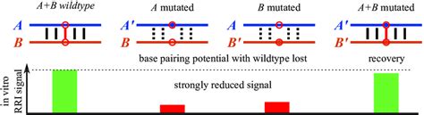 Depiction Of An Rna Rna Interaction Verification Experiment Based On