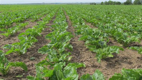 Phosphate Fertilization Internationales Dlg Pflanzenbauzentrum