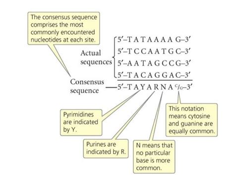 Solved Provide The Consensus Sequence For The First Three Actual