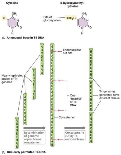 8 6 Replication Of Bacteriophage T4 Flashcards Quizlet