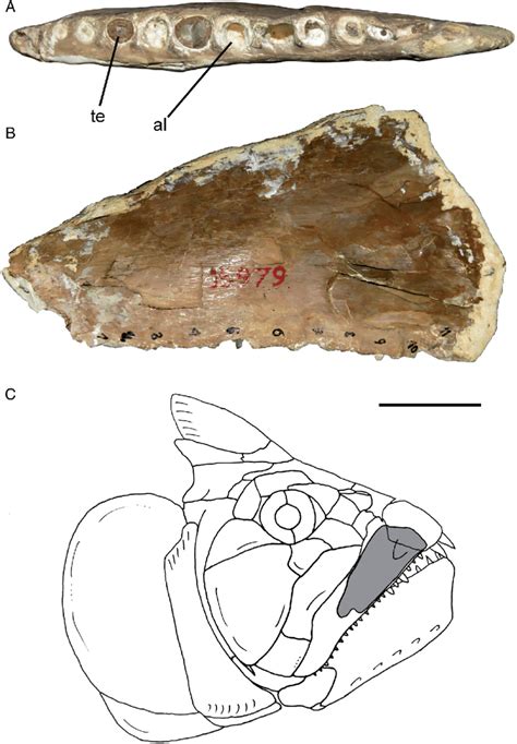 A C Xiphactinus Sp MACN Pv Incomplete Maxilla In A Occlusal Download Scientific