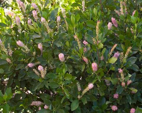 Ruby Spice Summersweet Plant Addicts Ruby Spice Summersweet Plant Addicts