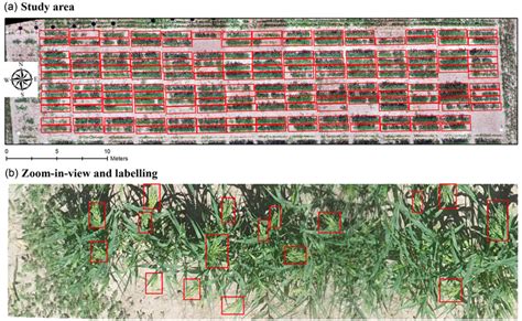 Overview Of The Study Area And A Breeding Plot A An Orthomosaic Of