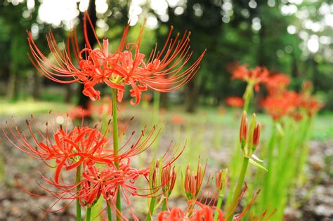 写真素材無料サイトT Photo Share フォトシェア 彼岸花