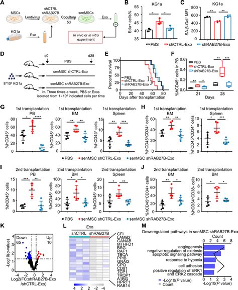 Rab27b Regulated Exosome Secretion Of Aml Lsc Induced Senescent Mscs