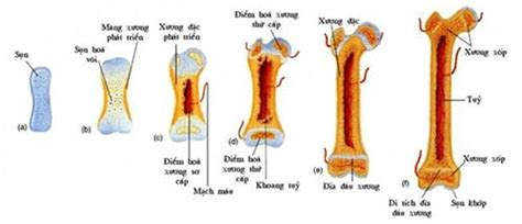 Các giai đoạn phát triển của bộ xương Trẻ em lớn lên như thế nào