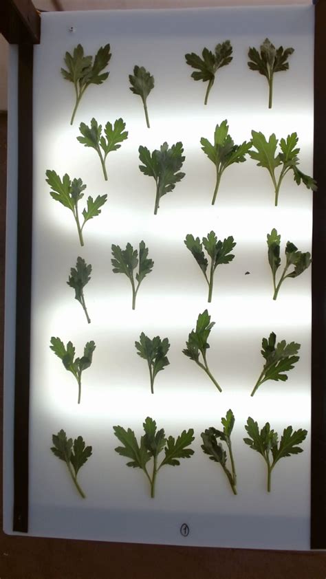 img detector v2 object detection dataset and pre trained model by esteban innovacion capiro