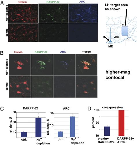 Orexinergic Lateral Hypothalamic Neurons Up Regulate Darpp 32 And Arc Download Scientific
