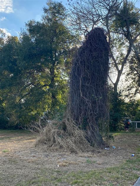 What Kind Of Wood Is This R Treeporn