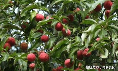 外形长的很像荔枝的野果原来是一种药也可食用认识吗 来自