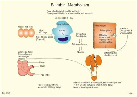 Pictures Of Liver Bilirubin