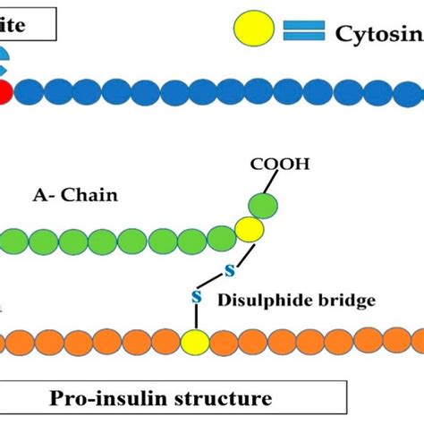 Reveals That Changes In Human Insulin Produce Insulin Lispro And Download Scientific Diagram
