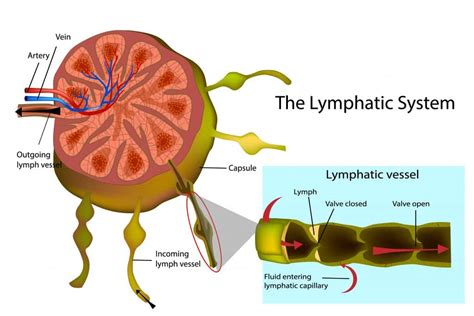 Lymphatic Drainage Listen To Your Gut