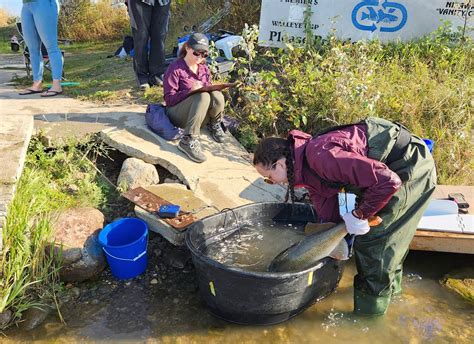Fish In The River Researcher Tracks Walleye In Nipawin NortheastNOW