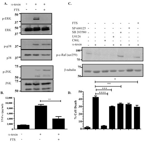 Toxins Free Full Text The Pore Forming α Toxin From Clostridium Septicum Activates The Mapk