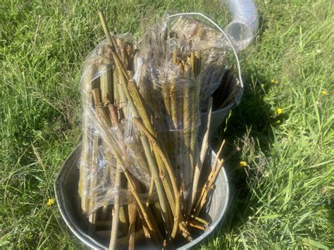 ОРХОН Ойн генетик нөөцийн төв 7 га газарт мод тарьж цэцэрлэгт хүрээлэн байгуулна Хүнсний хувьсгал