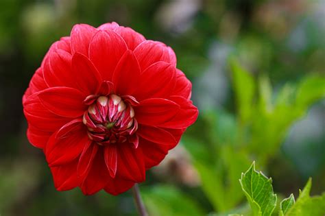 Flower Dahlia Blossom Free Photo On Pixabay Pixabay