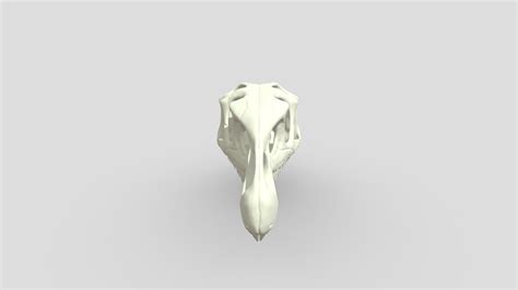 Archosaurus Rossicus 3d Model By Ivanbelousov18 B630d74 Sketchfab
