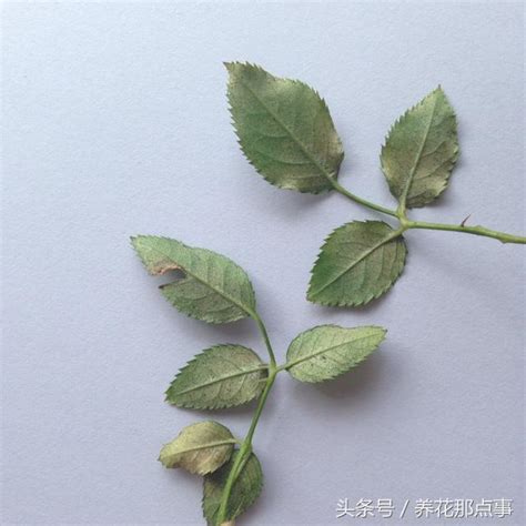 養花那點事6教您如何解決這些常見的植物病蟲害 每日頭條
