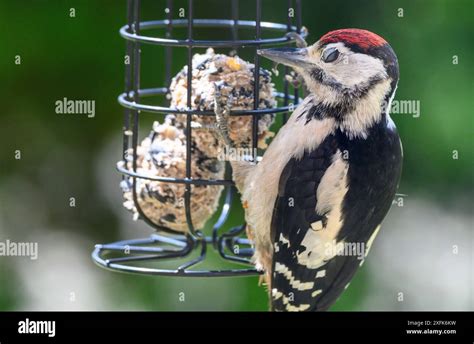 Great Spotted Woodpecker Dendrocopus Major Juvenile Closing Its Eye