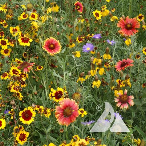 High Plains Solar Pollinator 3 Ft Mix Applewood Seed Company
