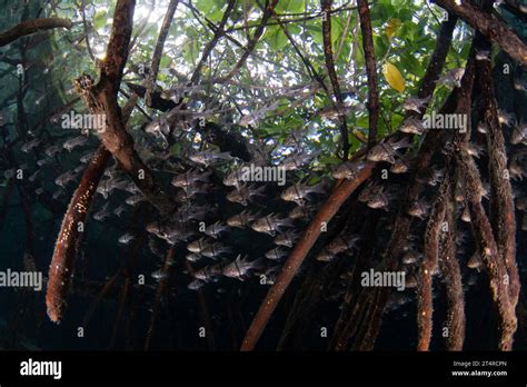 Orbiculate Cardinalfish Hover Amid The Shadows Of A Mangrove Forest In