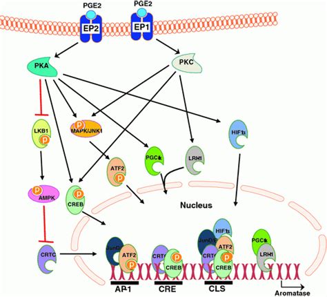Estrogen Biosynthesis Oncohema Key