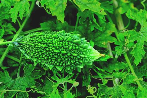 15 Of The Best Parsnip Varieties To Grow In Your Garden