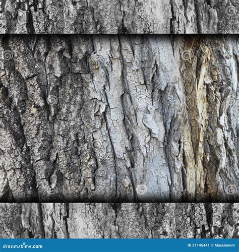 Background Tree Bark Wall Abstract Stone Texture Stock Image Image