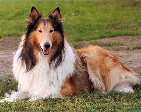 Крупные породы собак