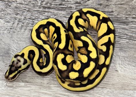 Enchi Fire Pastel Het Ultramel Het Clown Het Piebald Ball Python By
