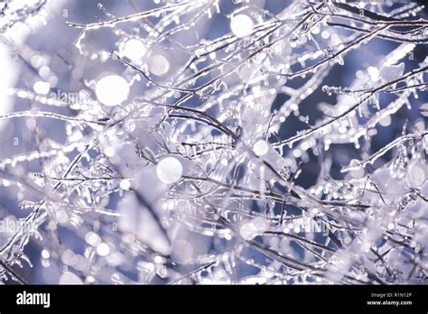 Frozen In The Ice Tree Branches Stock Photo Alamy