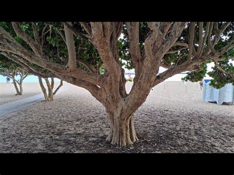 Uva Caleta Tree