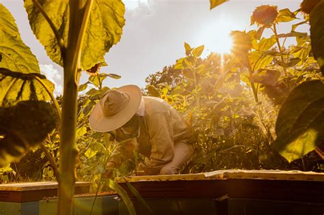 화창한 날 벌집과 꿀벌로 가득 찬 프레임으로 일하는 양봉복을 입은 사람이 꿀을 제거하여 천연 제품을 만듭니다 곤충에 대한 스톡 사진 및 기타 이미지 Istock