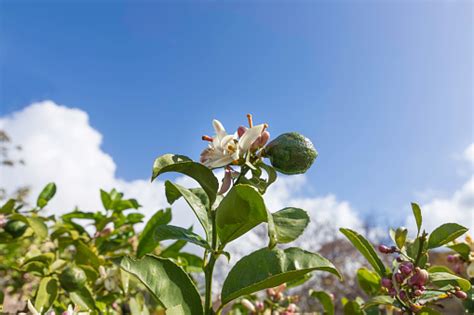 녹색 단풍 클로즈업에서 꽃이 피는 레몬 나무에 꽃과 잘 익지 않은 과일 0명에 대한 스톡 사진 및 기타 이미지 0명 감귤류 과일 계절 Istock