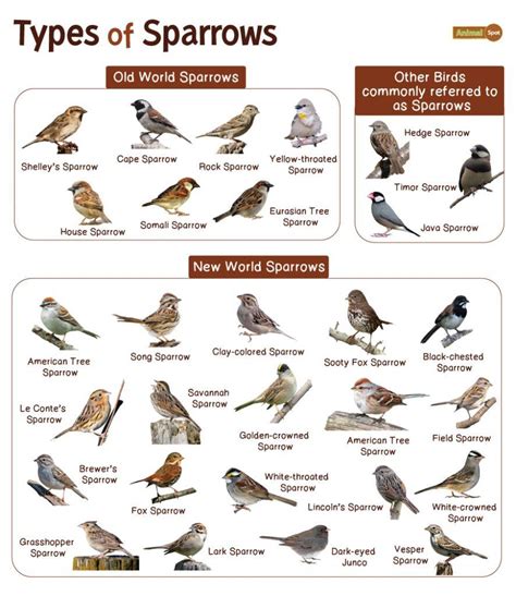 Sparrow Facts Types Diet Reproduction Classification Pictures