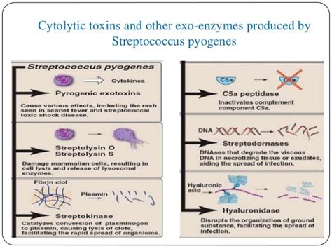 Streptococcus Pyogens
