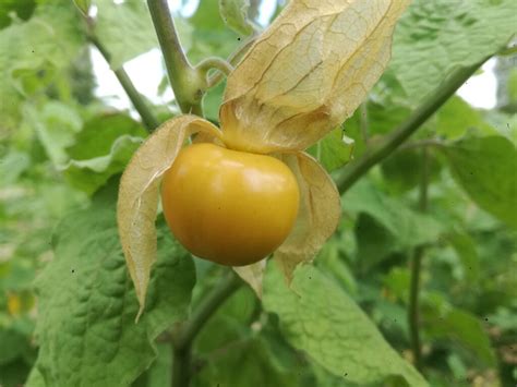 Physalis Schönbrunner Gold Bio Terraseme