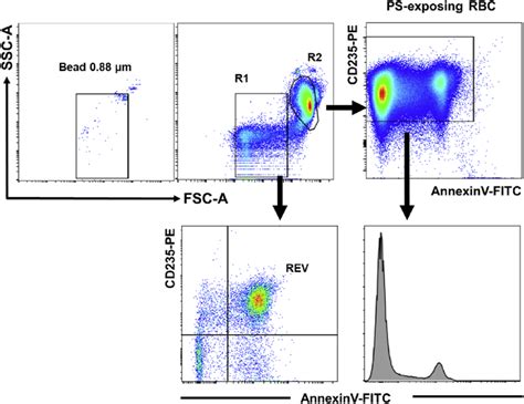 Gating Strategies Used For Rev Enumeration The Boundary Of The Download Scientific Diagram