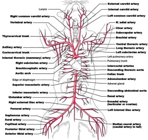 Circulatory System Cat Flashcards Quizlet