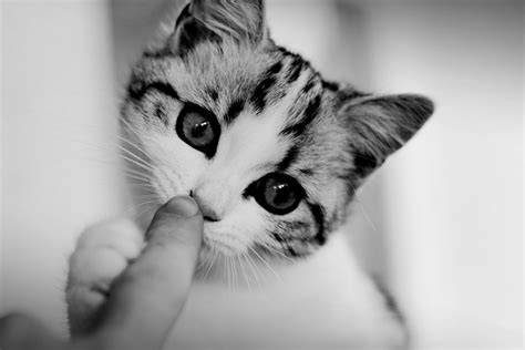무료 이미지 검정색과 흰색 화이트 사진술 강아지 귀엽다 착한 애 초상화 고양이 새끼 검은 단색화 장난이 심하다 닫다 코 구레나룻 눈 아디다스