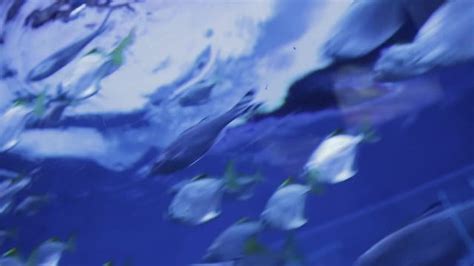 Scary Fish Imagens Procure 100 Fotos Vetores E Vídeos Adobe Stock