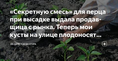 «Секретную смесь для перца при высадке выдала продавщица с рынка Теперь мои кусты на улице