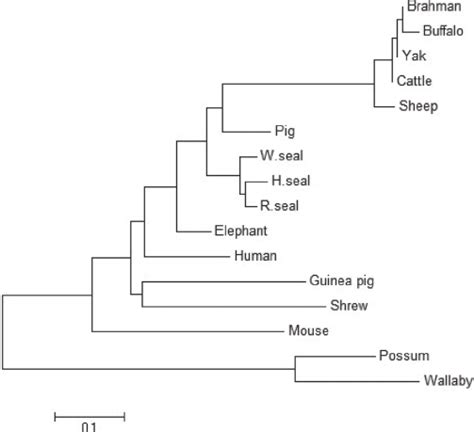 A Phylogenetic Tree Showing The Relationship Among α La Aa Sequences Of