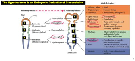 Hypothalamic Nuclei Flashcards Quizlet