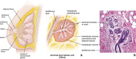 Inactive Mammary Gland Histology