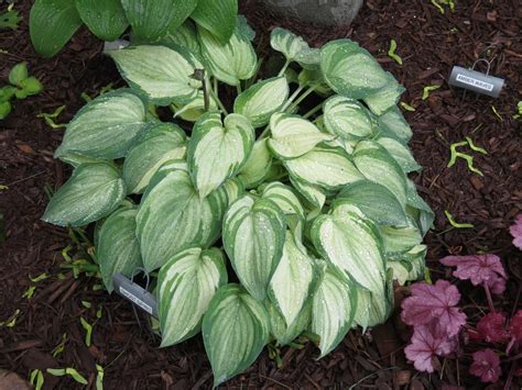 Ghost Spirit Hosta – Hostas-Store